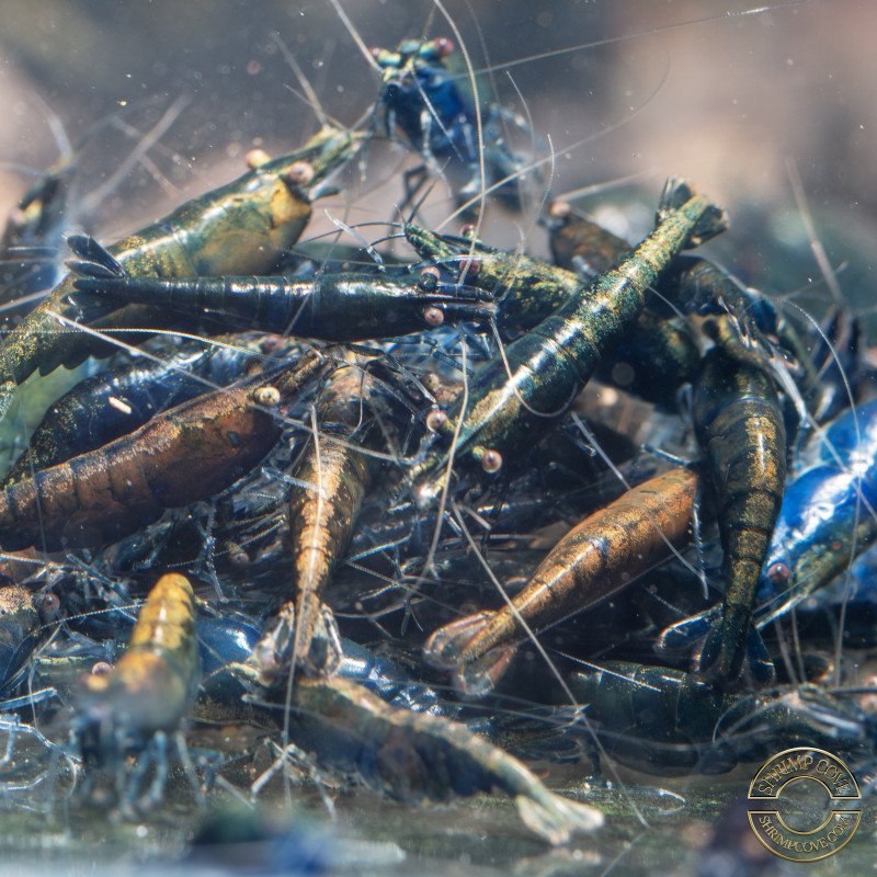 Blue NeoRainbow Neocaridina Shrimp | UK-Bred | Shrimp Cove