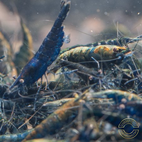 Blue NeoRainbow Neocaridina Shrimp | UK-Bred | Shrimp Cove