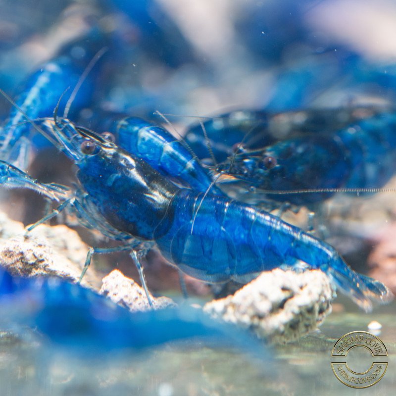 Blue Dream Shrimp – Vibrant Neocaridina | Hardy & Peaceful Shrimp