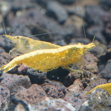 Yellow Golden Back Neocaridina Shrimp Buy Now at Shrimp Cove