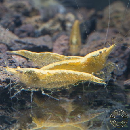 Yellow Golden Back Neocaridina Shrimp Buy Now at Shrimp Cove