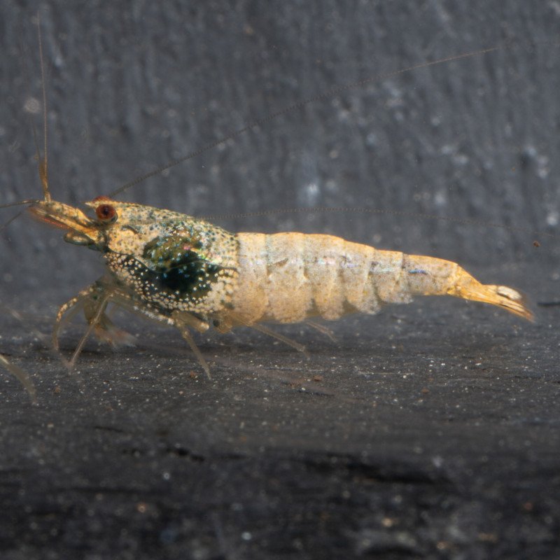 Blue Steel Caridina Shrimp UK! freshwater Aquarium shrimp. Buy Now at ...