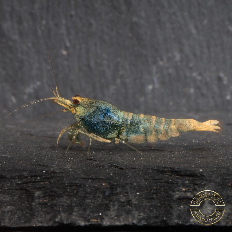Blue Golden SUPER Steel Caridina Shrimp UK! freshwater Aquarium shrimp ...
