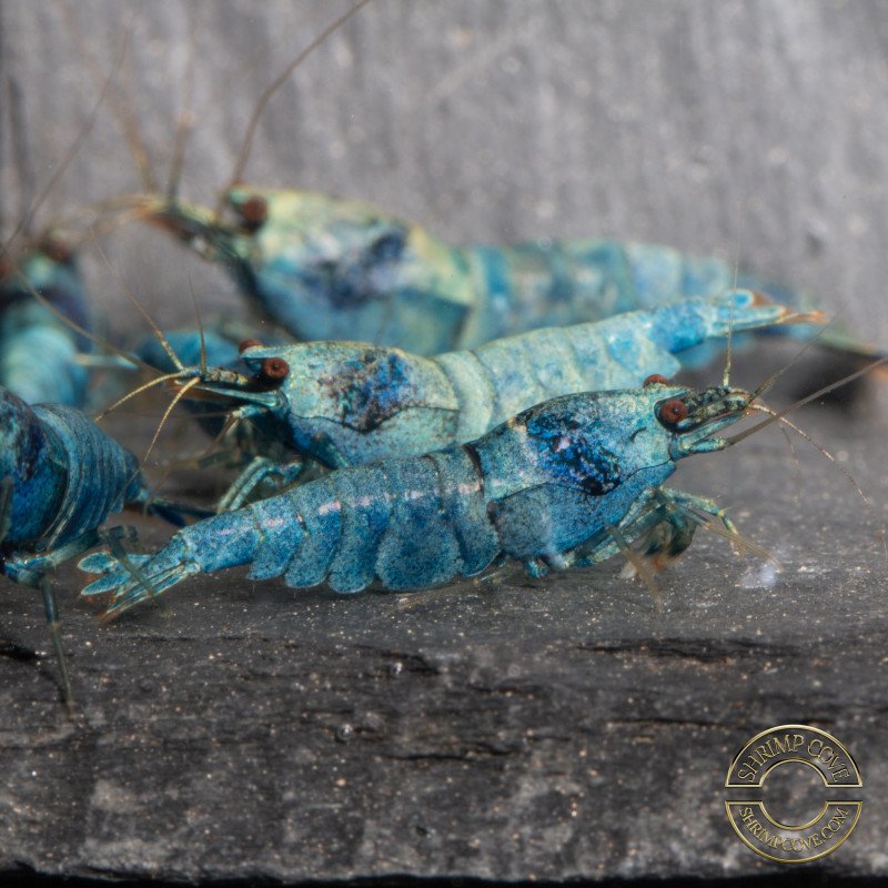 High Grade Extreme Blue Bolt Caridina Shrimp Buy Now | Shrimp Cove