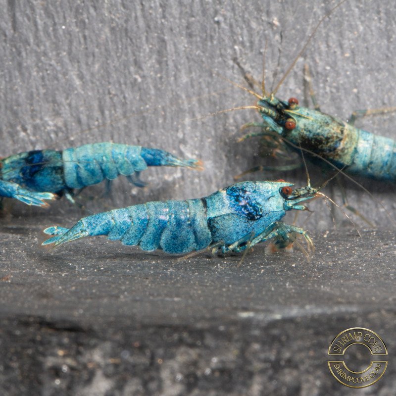 High Grade Extreme Blue Bolt Caridina Shrimp Buy Now | Shrimp Cove