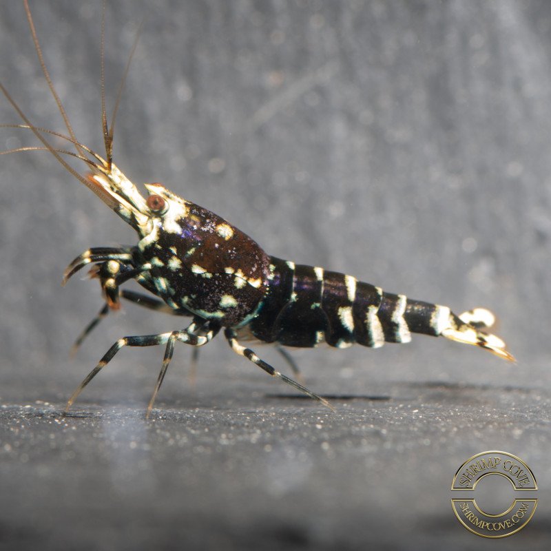 Purple Nanashi Metallic Caridina Shrimp buy now at Shrimp Cove next day ...