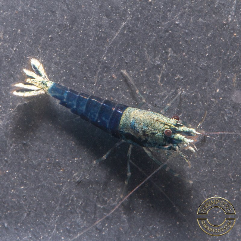 Blue Ocean Caridina Shrimp UK! freshwater Aquarium shrimp. Buy Now at ...