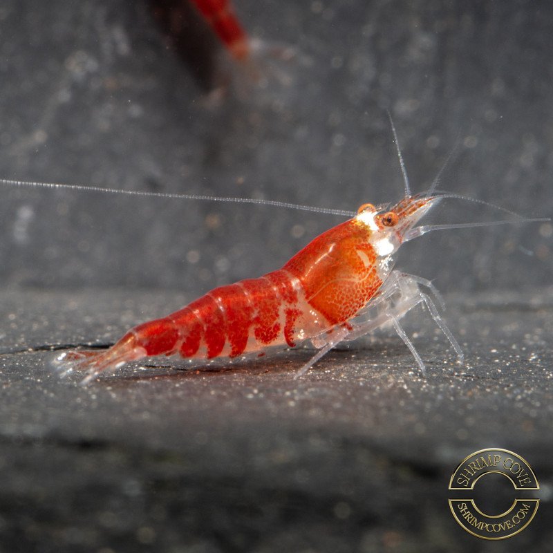 Santa Shrimp at Shrimp Cove UK