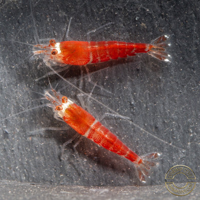 Santa Shrimp at Shrimp Cove UK