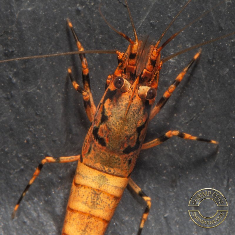 Orange Base Boa Caridina Shrimp BEST IN THE UK | SHRIMP COVE