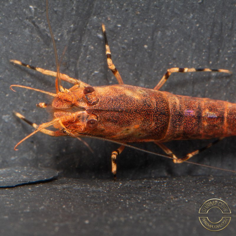 Orange Base Boa Caridina Shrimp BEST IN THE UK | SHRIMP COVE