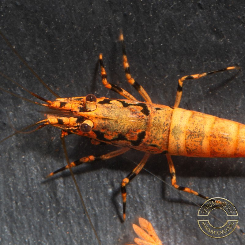 Orange Base Boa Caridina Shrimp BEST IN THE UK | SHRIMP COVE
