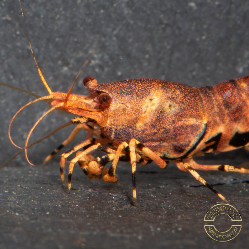 Orange Base Boa Caridina Shrimp BEST IN THE UK | SHRIMP COVE