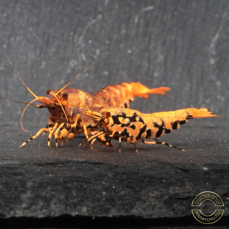 Orange Base Boa Caridina Shrimp BEST IN THE UK | SHRIMP COVE