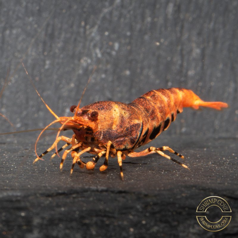 Orange Base Boa Caridina Shrimp BEST IN THE UK | SHRIMP COVE
