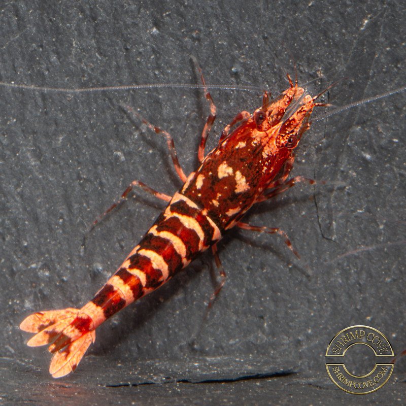 RARE Red Metallic Galaxy Tiger Wasp Genetics Premium 5 LINE Shrimp Cove ...