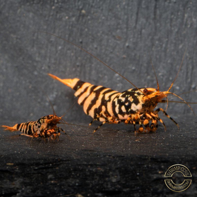 Hornet ORANGE TB Shrimp Caridina . Aquarium Shrimp Cove place to go for ...
