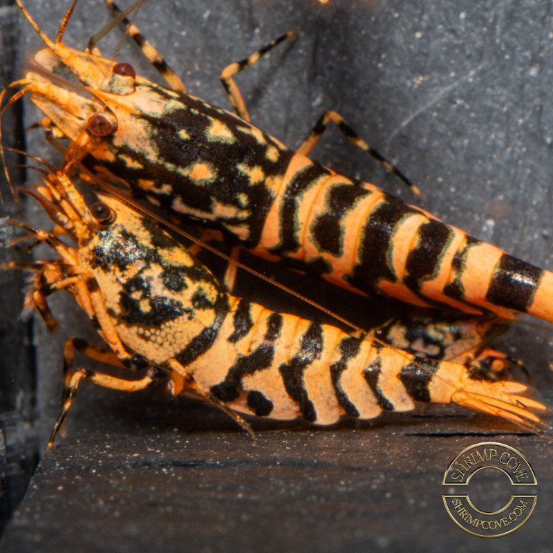 Hornet ORANGE TB Shrimp Caridina . Aquarium Shrimp Cove place to go for ...
