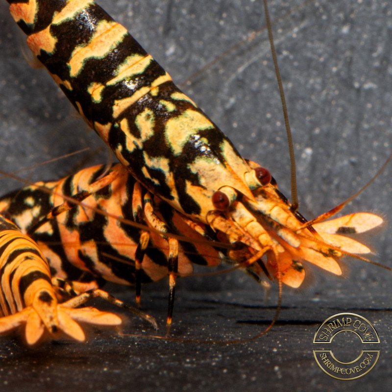 Hornet ORANGE TB Shrimp Caridina . Aquarium Shrimp Cove place to go for ...