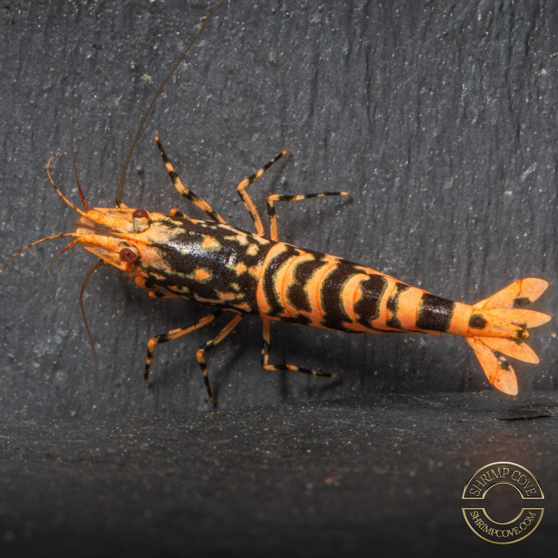 Hornet ORANGE TB Shrimp Caridina . Aquarium Shrimp Cove place to go for ...