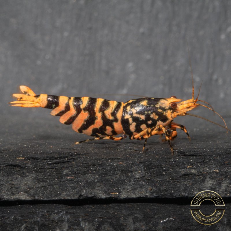 Hornet ORANGE TB Shrimp Caridina Shrimp. Aquarium Beauty, Shrimp Cove ...