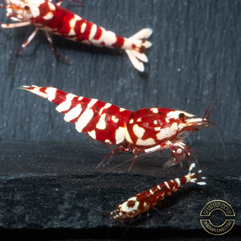 WOW! Red fancy Tiger Caridina Shrimp buy now at Shrimp Cove Grades low High