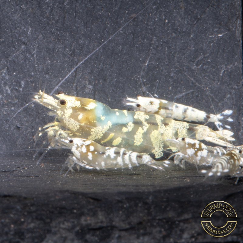 Announcing the incredible Spectra Caridina Shrimp buy now ONLY at ...