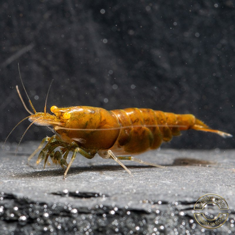 Announcing the incredible TB Orange Eye Goblin Caridina Shrimp buy now ...