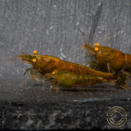 Announcing the incredible TB Orange Eye Goblin Caridina Shrimp buy now ...
