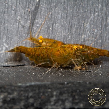 Announcing the incredible TB Orange Eye Goblin Caridina Shrimp buy now ...