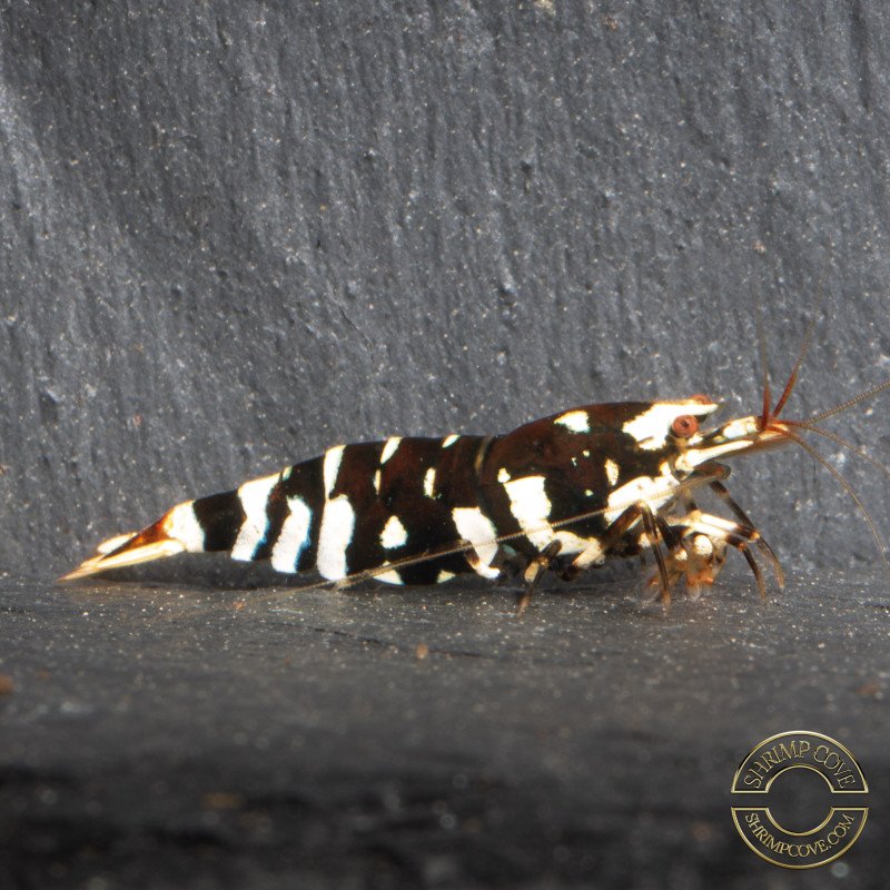 Black Fancy Tiger Caridina Shrimp | Shrimp Cove