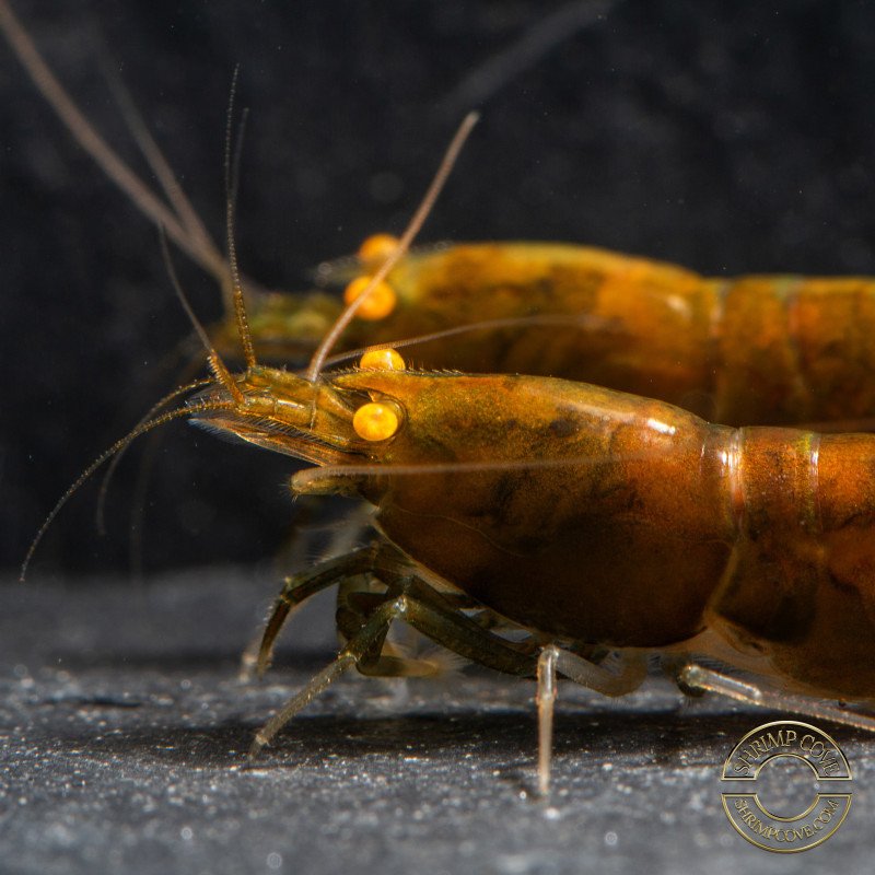 Announcing the incredible TB Orange Eye Goblin Caridina Shrimp buy now ...