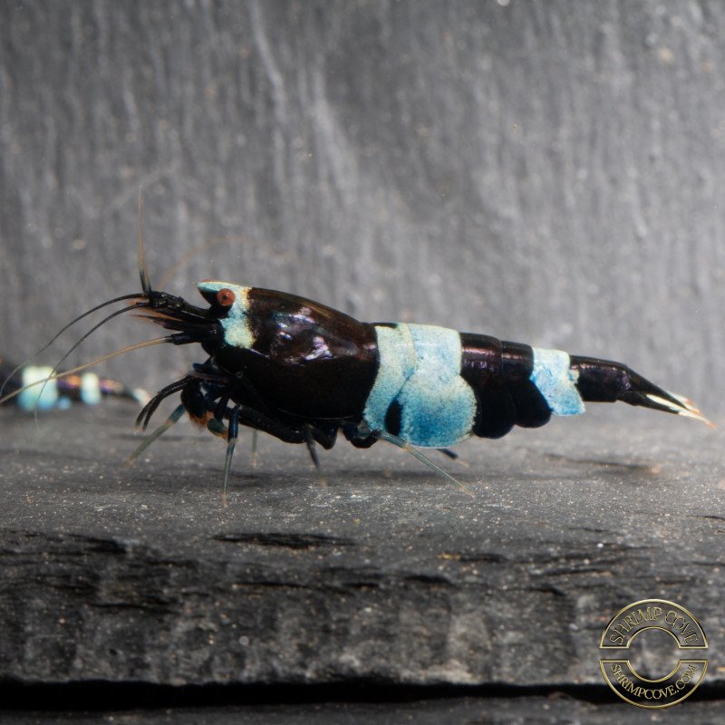 Blue Shadow Panda Caridina Shrimp Buy Now at Shrimp Cove here in the UK