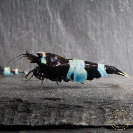 Blue Shadow Panda Caridina Shrimp Buy Now at Shrimp Cove here in the UK