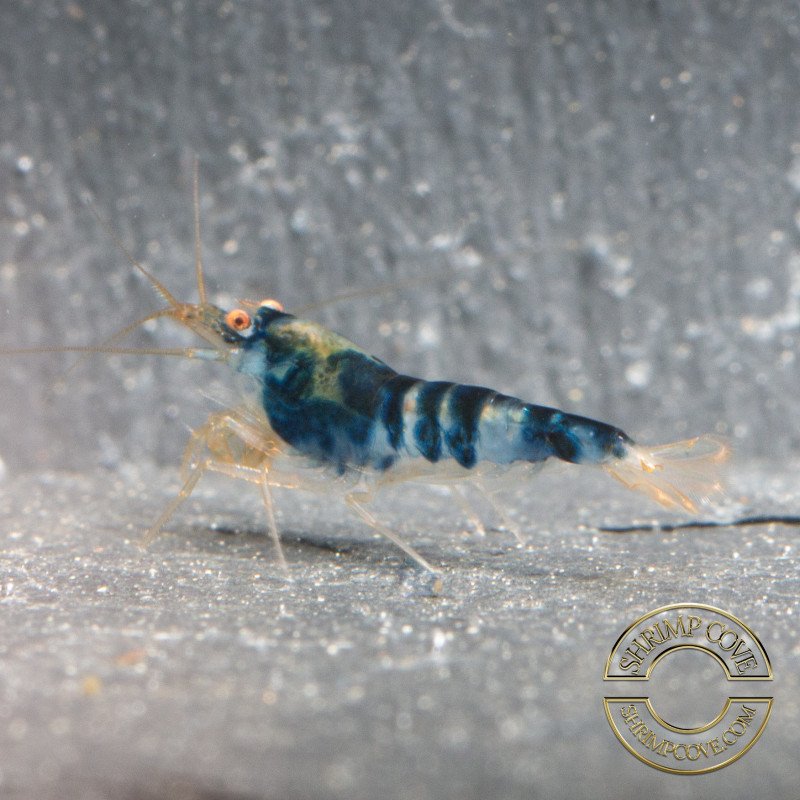 Blue Dragon | Blue Calceo Bee | Dragon shrimp Trio Caridina shrimp ...