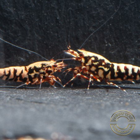 Red Galaxy Fishbone Mix Shrimp, Boa / Snowflake Gene at Shrimp Cove ...