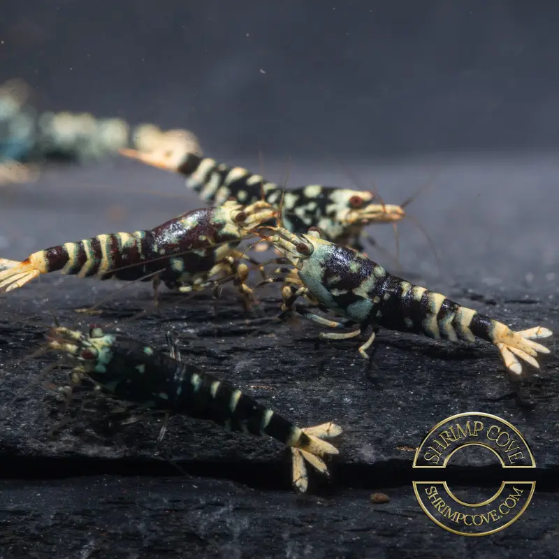 Purple Metallic Nanashi Caridina Shrimp buy now | Shrimp Cove