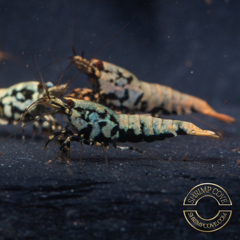Boa Blue Green Orange Premium Caridina Shrimp UK Shrimp Cove, next day ...