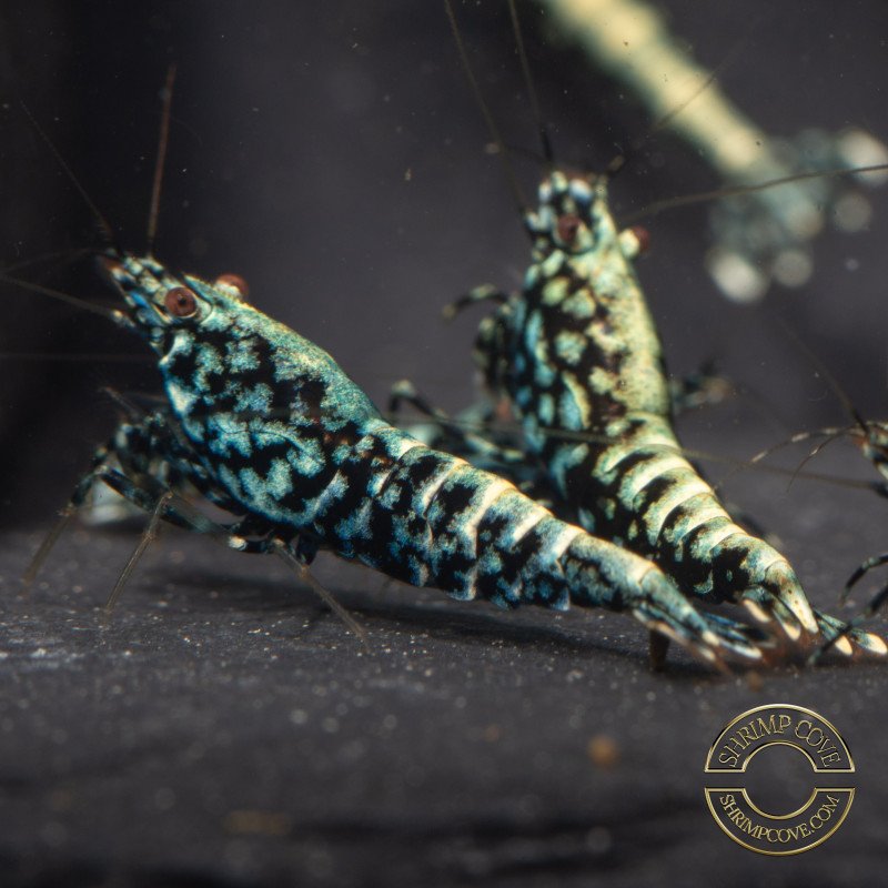 Blue Snowflake TB Premium Caridina Shrimp UK buy now Shrimp Cove UK