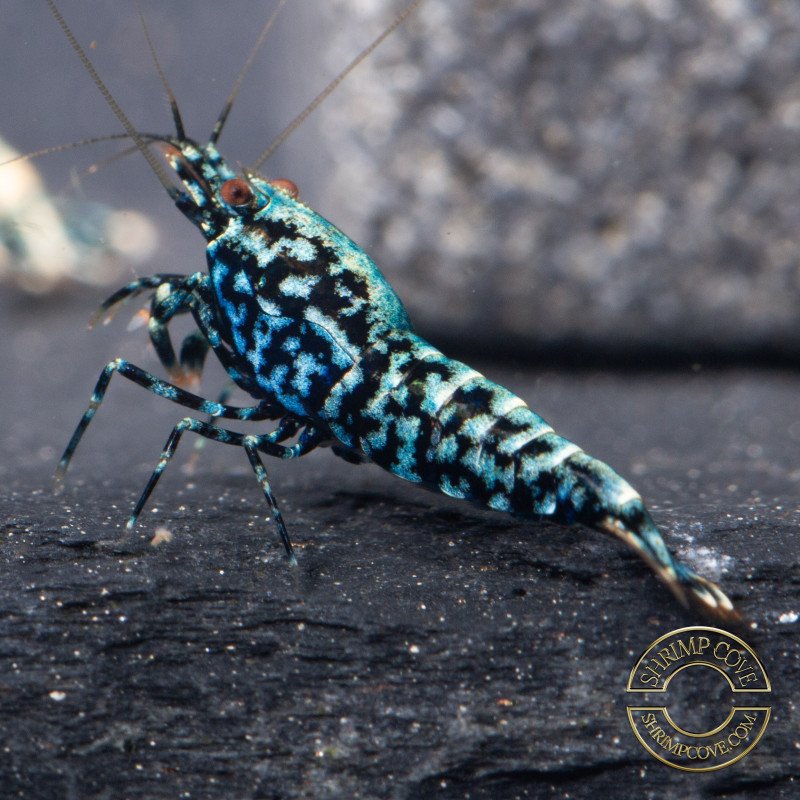Blue Snowflake TB Premium Caridina Shrimp UK buy now Shrimp Cove UK