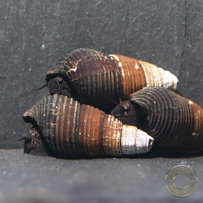 DWARF MINI RABBIT SULAWESI aquatic Snail at Shrimp Cove