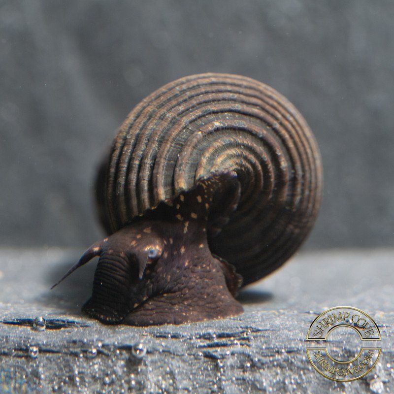 DWARF MINI RABBIT SULAWESI aquatic Snail at Shrimp Cove