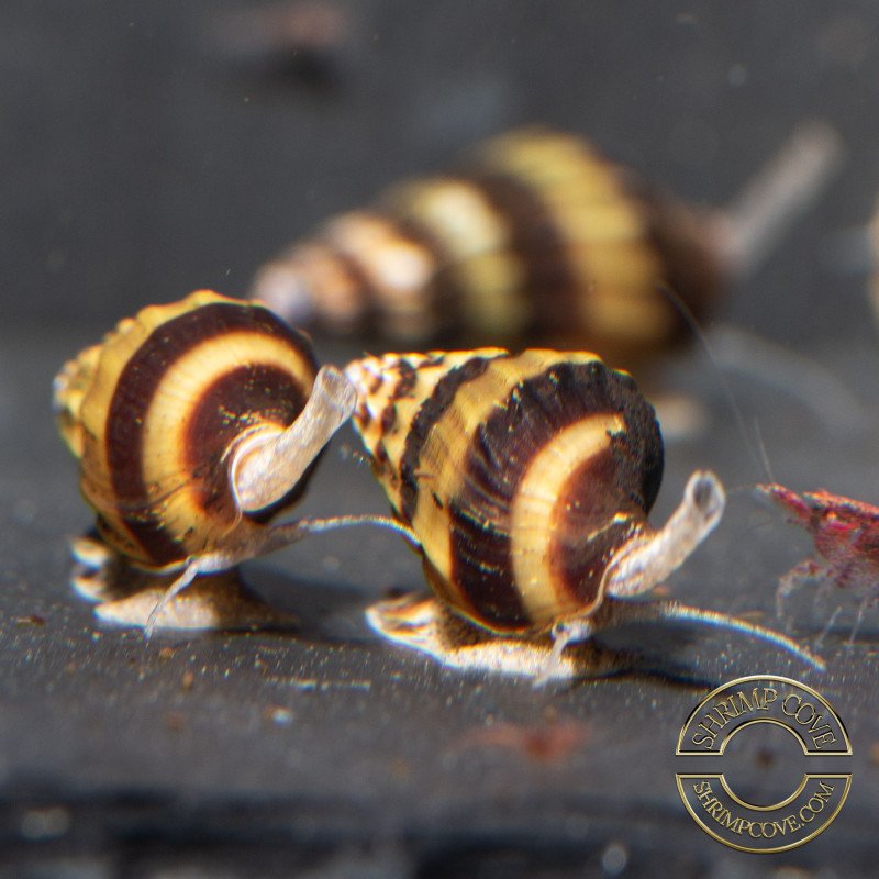 Assassin Snail Shrimp Cove