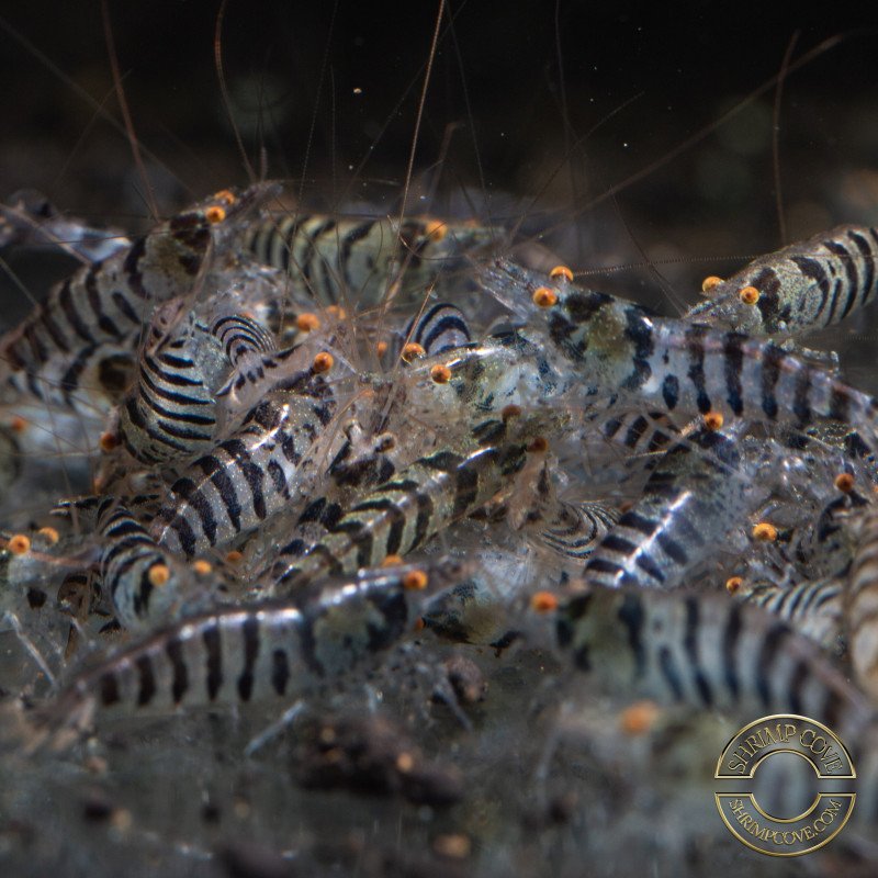 OE Zebra Babaulti Shrimp Non-Crossbreeding