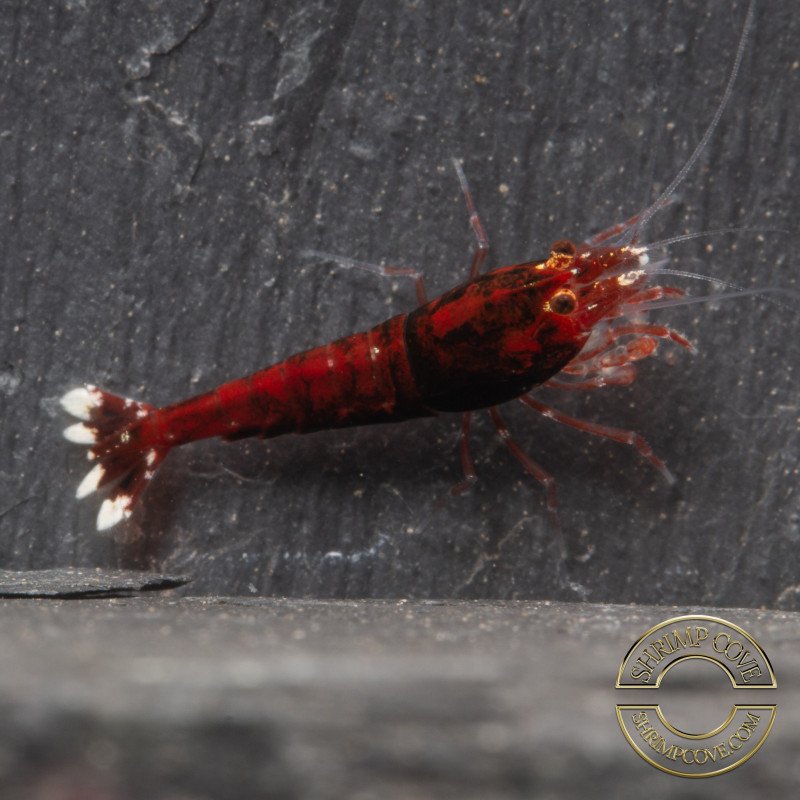 Red Extreme Caridina shrimp Auction at Shrimp Cove UK