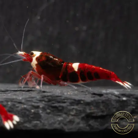 Shrimp Cove | UK’s Best Freshwater Aquarium Shrimp & Aquascaping Shop