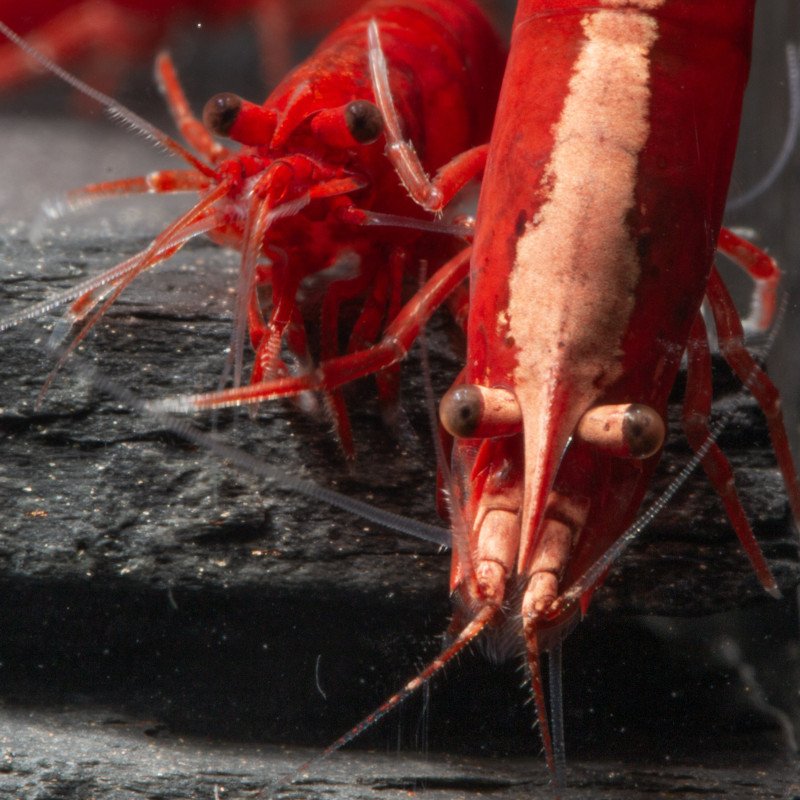 Bloodfire Red Neocaridina Shrimp | Elite Colour Grade | Shrimp Cove®