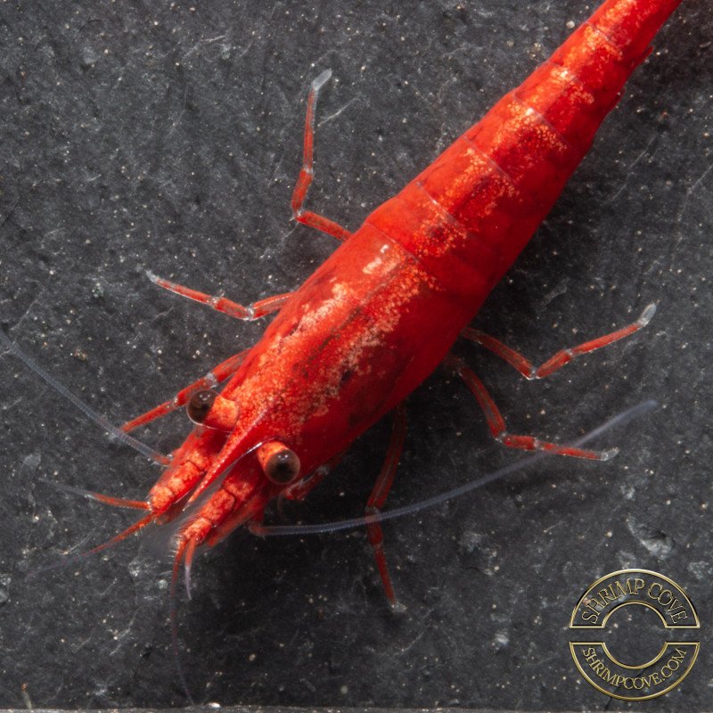 Bloodfire Red Neocaridina Shrimp | Elite Colour Grade | Shrimp Cove®
