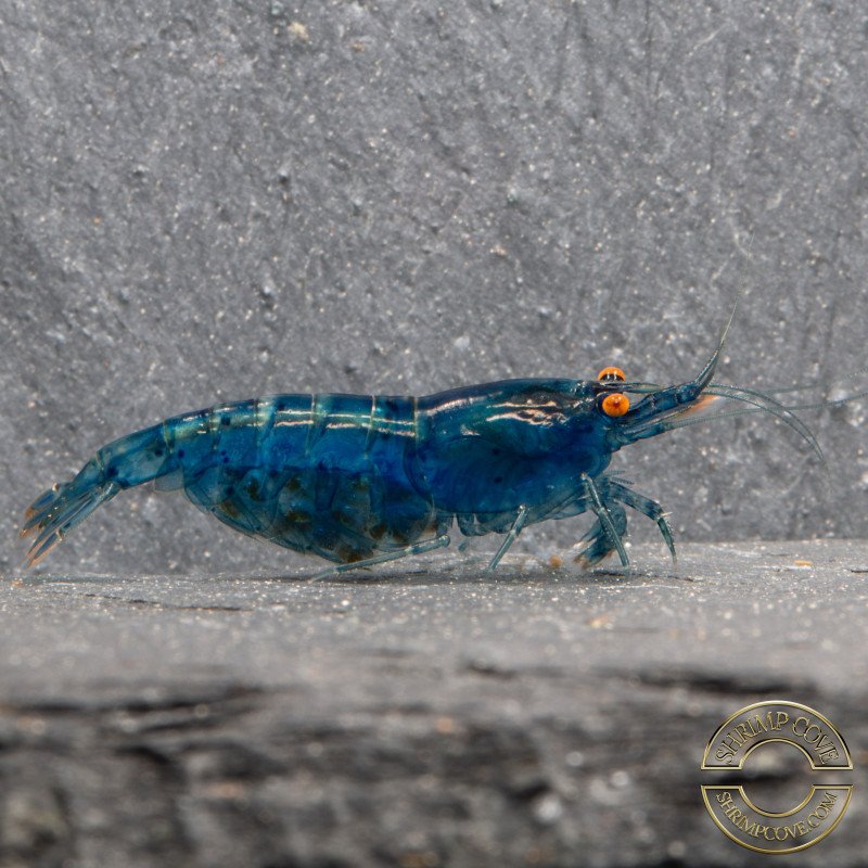 Shrimpfy OE Blue & Green Neocaridina Shrimp Buy Now at Shrimp Cove
