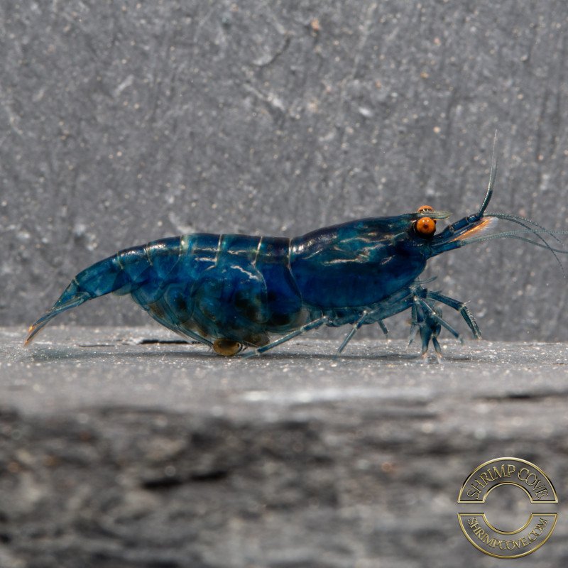 Shrimpfy OE Blue & Green Neocaridina Shrimp Buy Now at Shrimp Cove
